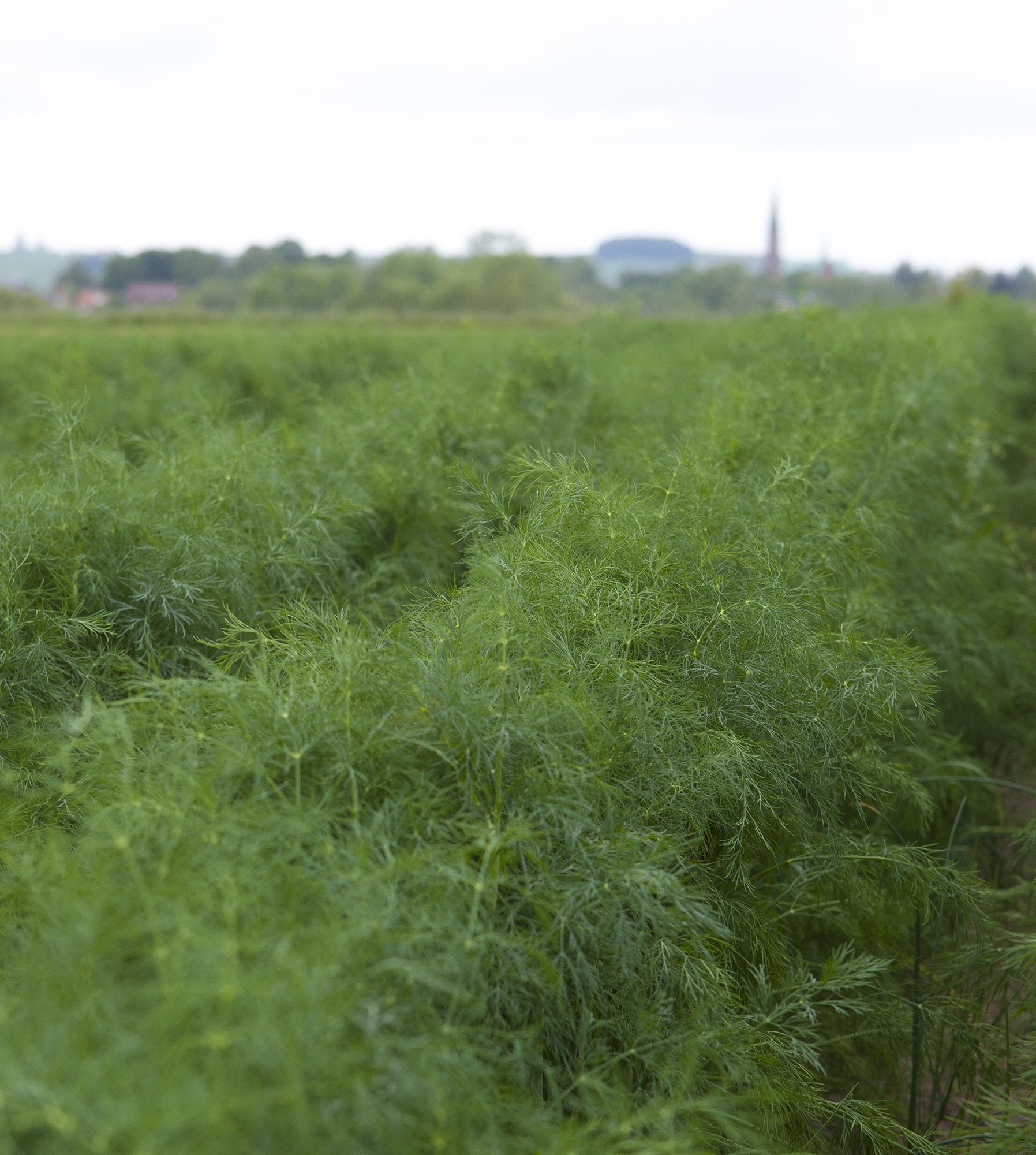 Dill Säsong Juni - Oktober - SydGrönt