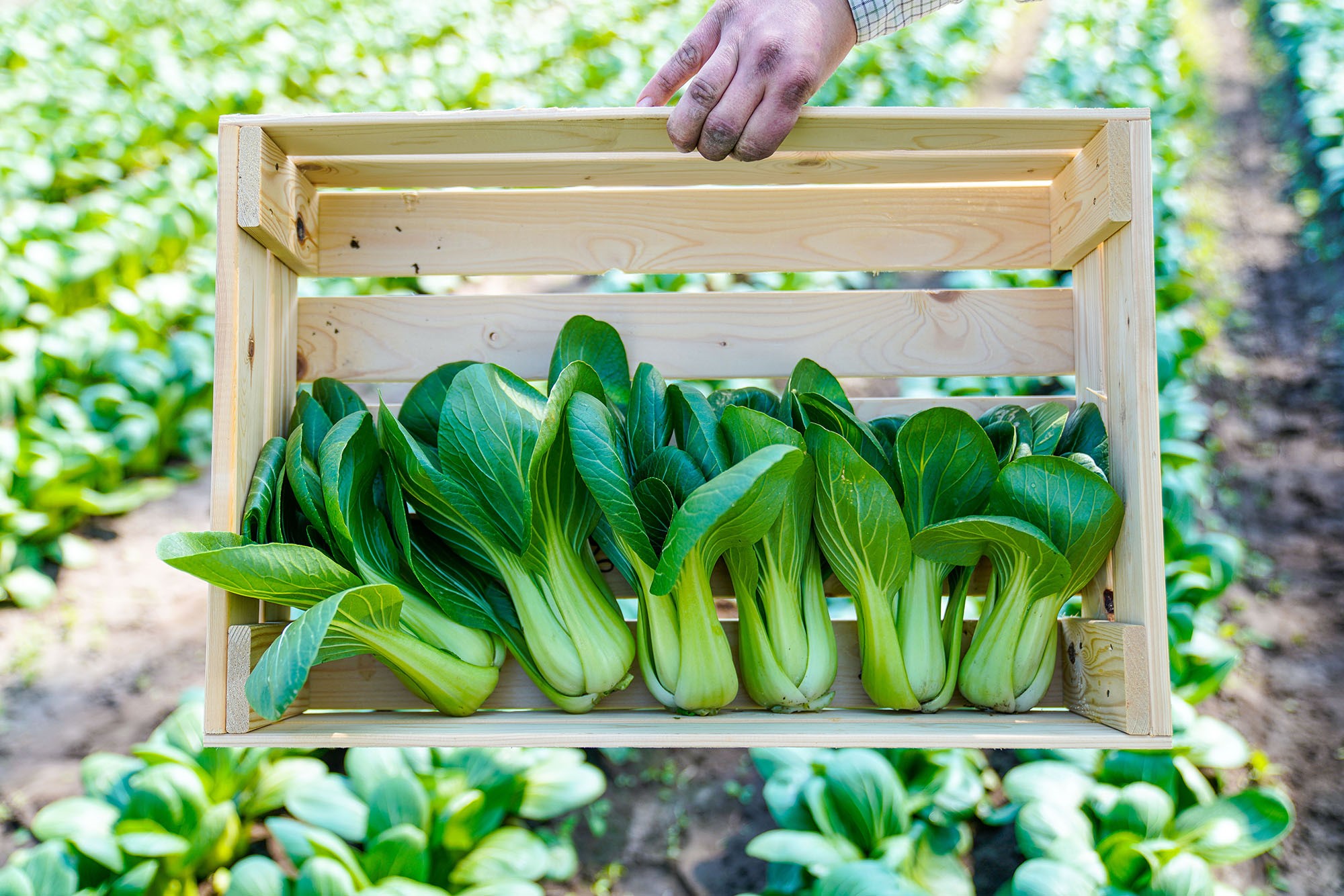 Svenskodlad Pak Choi - SydGrönt
