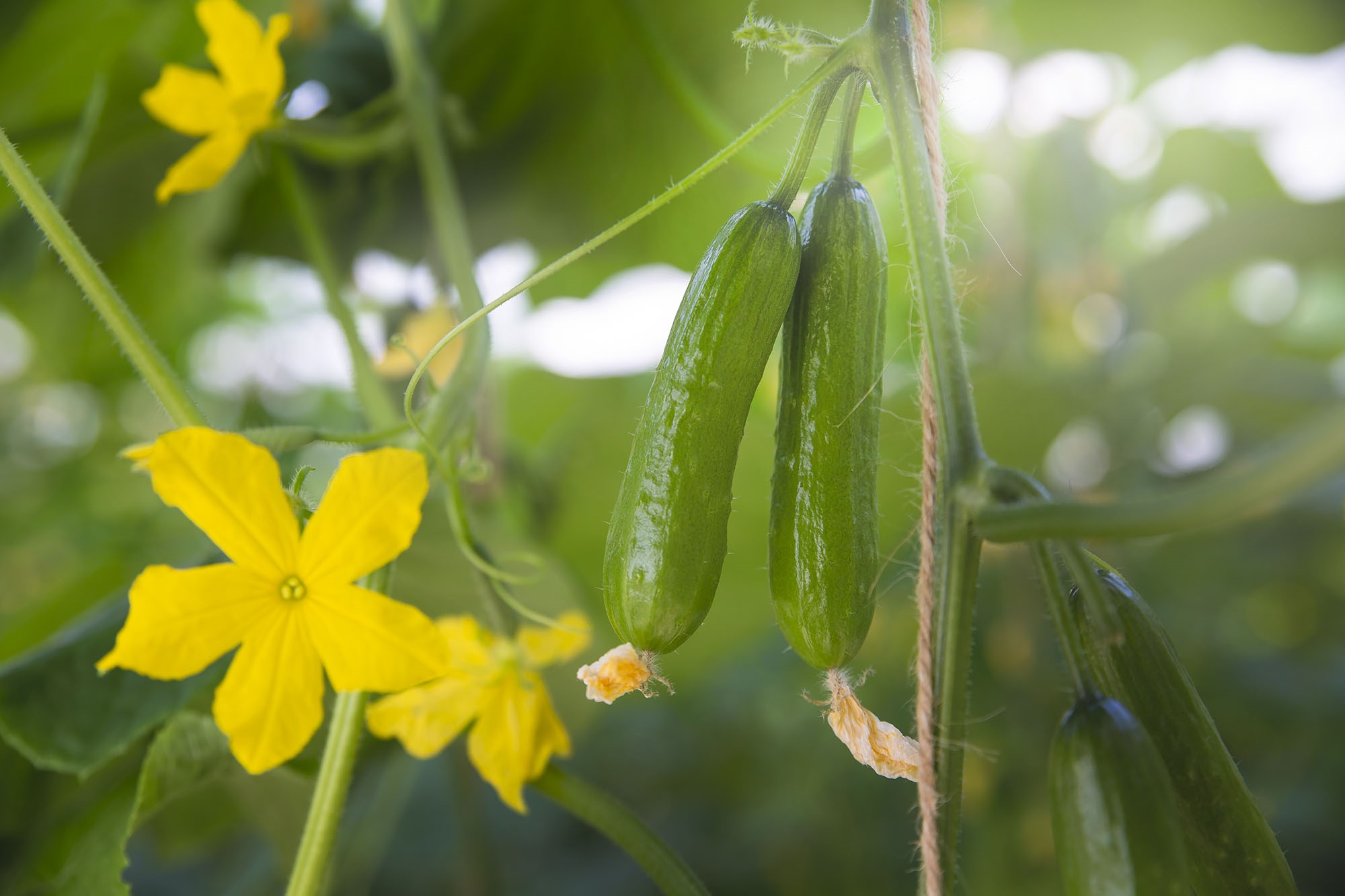 Gurka CUCUMIS SATIVUS Säsong Januari - December - SydGrönt
