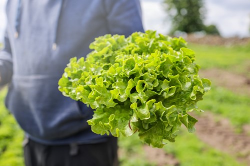 Lollo biondo - SydGrönt