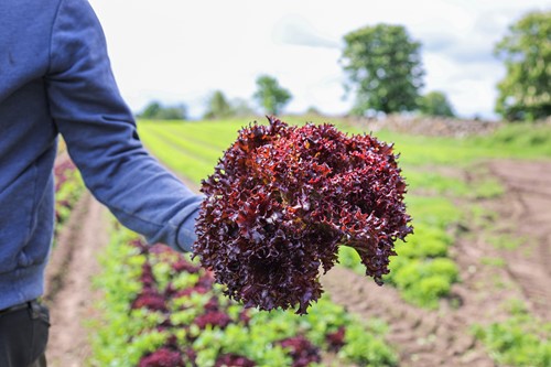 Lollo rosso - SydGrönt