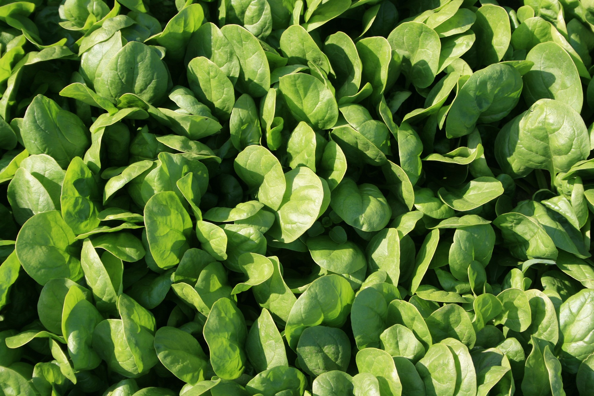 Baby spenat småblad - SydGrönt