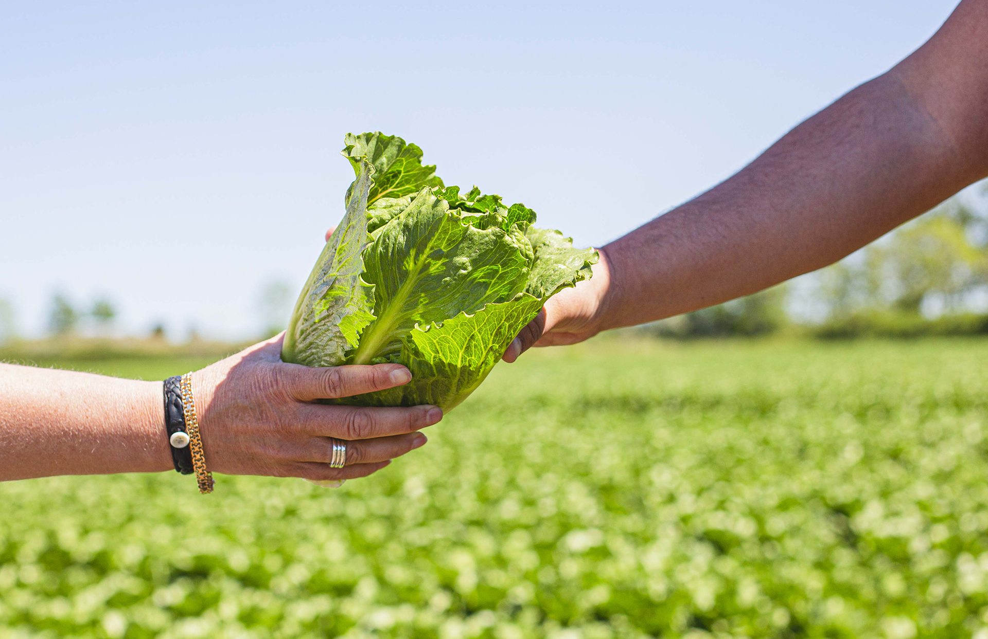 Svensk odling av grönsaker och frukt - SydGrönt